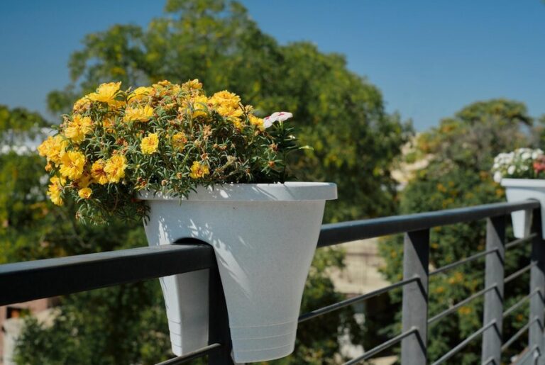 Transform Your Balcony Garden with Hydro Plants in Kuwait