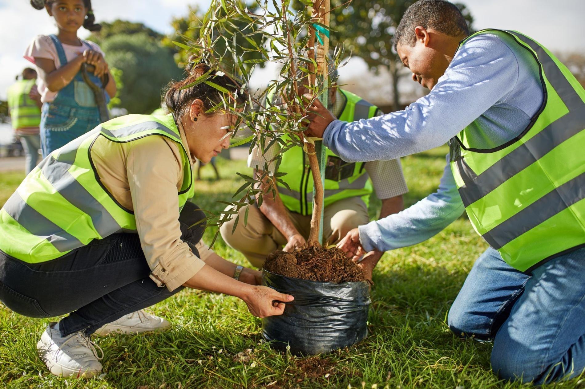 Professional Tree Planting Services in Kuwait | HydroPlants