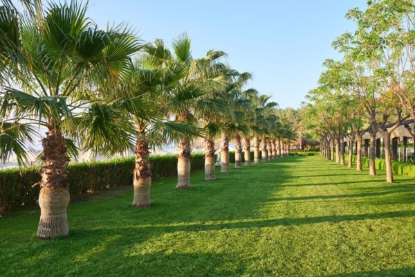 Top 20 Trees in Kuwait by Region – Expert Planting Guide
